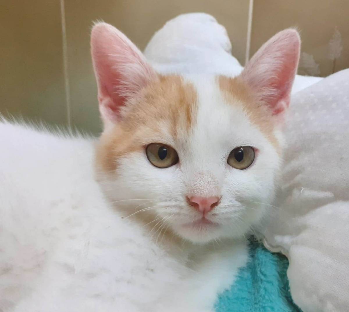 Amigo não se compra